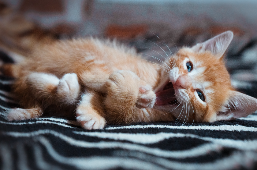 Weaning Kittens: The Easy Guide for New Owners – H.A.Ramtoola